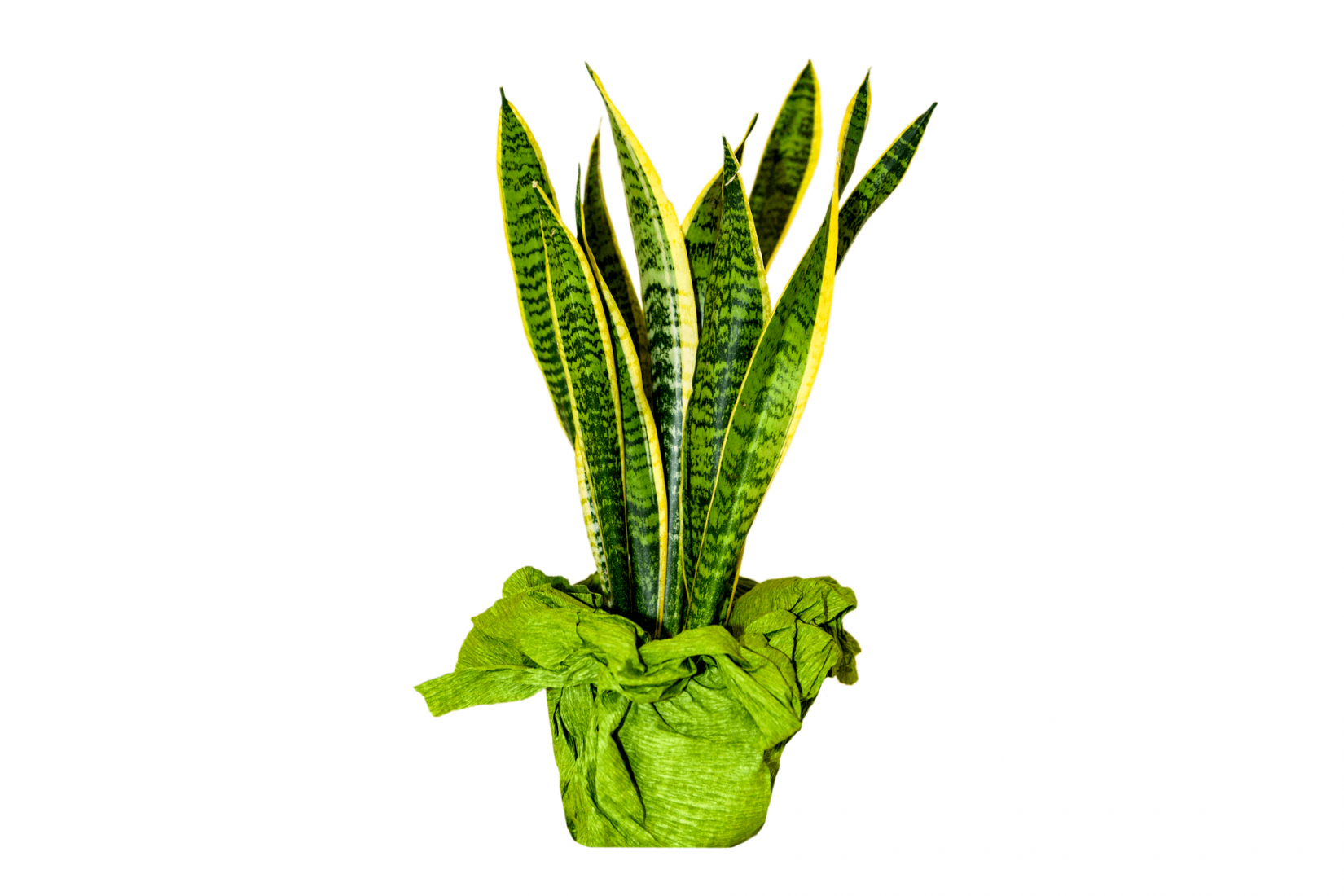 SANSEVIERIA - ESPADA DE SÃO JORGE - Florista Conceição