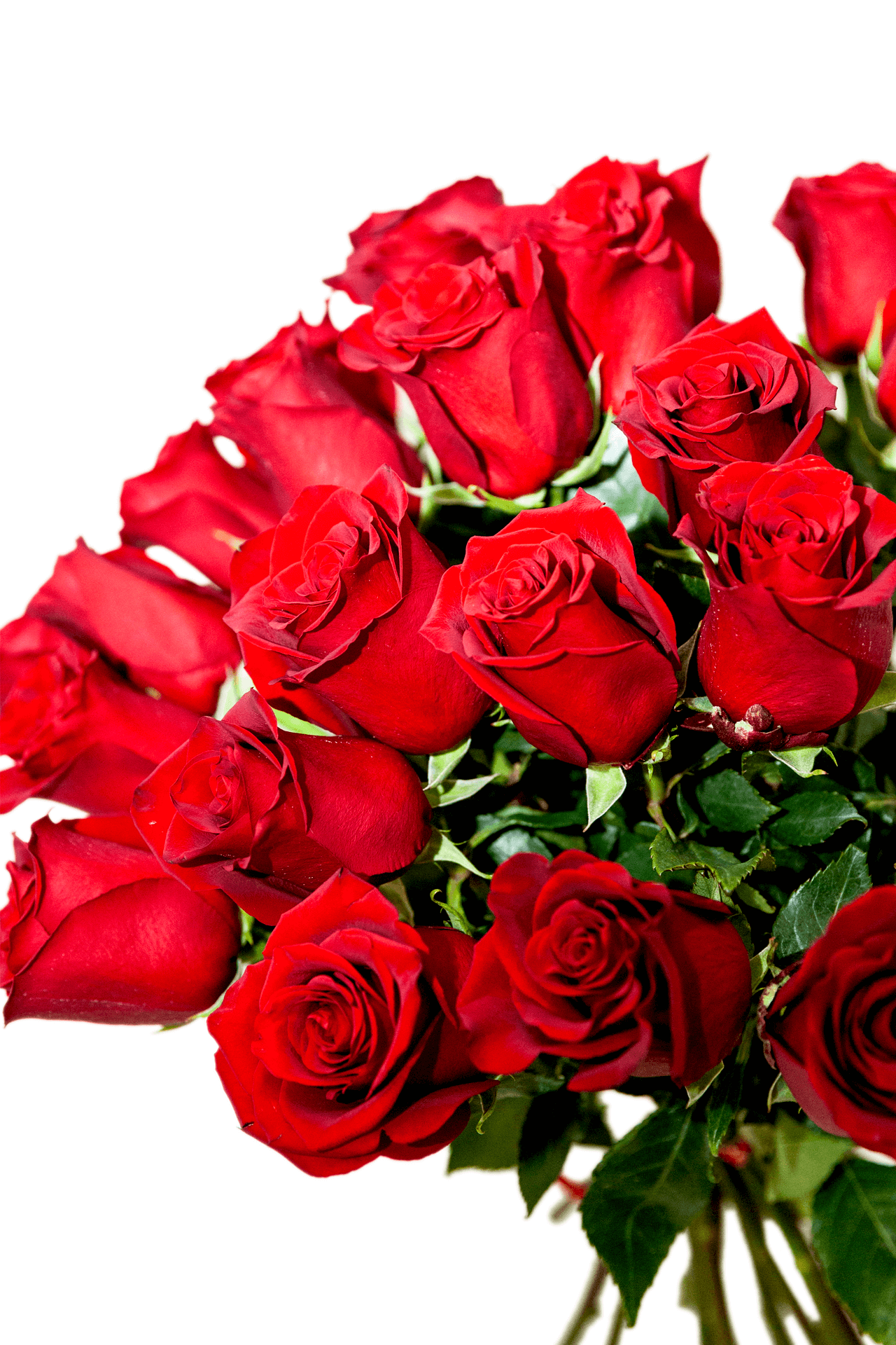 ATADO DE ROSAS - Florista Conceição